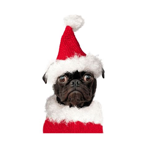 Cute Black Pug In Christmas Santa Hat Pugs Mug Teepublic