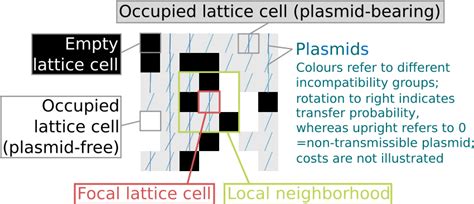 Figure Supplement 3 Spatial Representation Of Model Entities The Download Scientific
