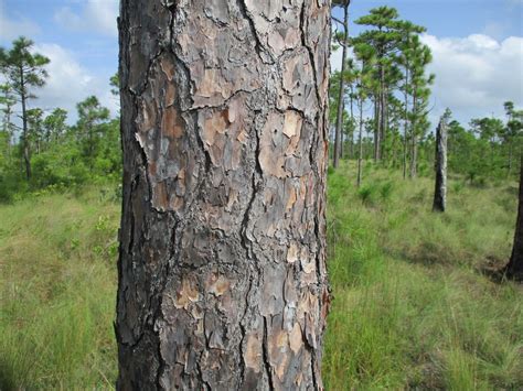 Loblolly Shortleaf Or Longleaf The Bark Will Help Craven County