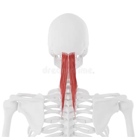 The Semispinalis Capitis Stock Illustration Illustration Of Male
