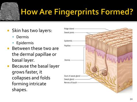 PPT - Fingerprinting Merit Badge PowerPoint Presentation, free download ...