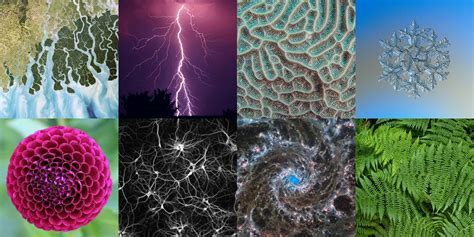 Fractals In Nature