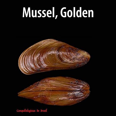 Mussel Golden Alberta Invasive Species Council