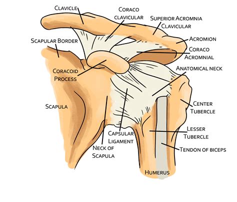 Shoulder Girdle Muscles Diagram