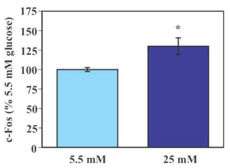 Regulation Of The Fructose Transporter Gene Slc2a5 Expression By