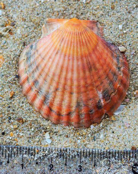 Queen Scallop