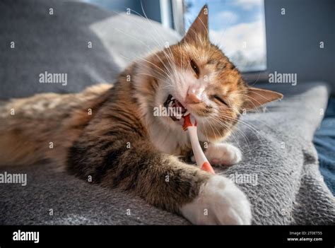Close Up Cat Chewing On Toothbrush Concept For Dental Health Month In February Cat With Tooth