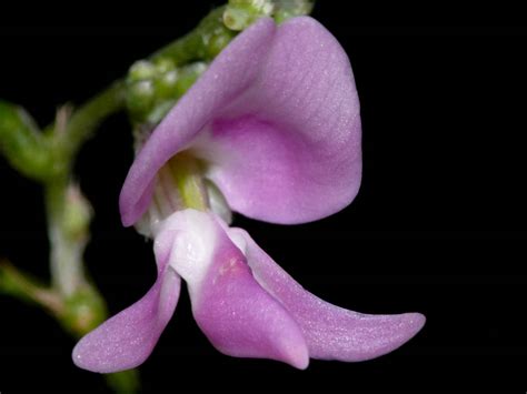 Abrus Plant4 Fabaceae