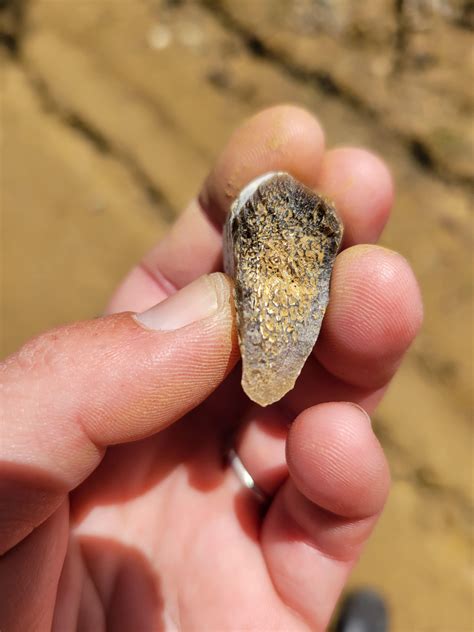 Did I Actually Find Fossilized Bone 🤞🏼 Rfossils