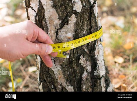 Measuring Trees A Tree Measured With A Ruler Stock Photo Alamy