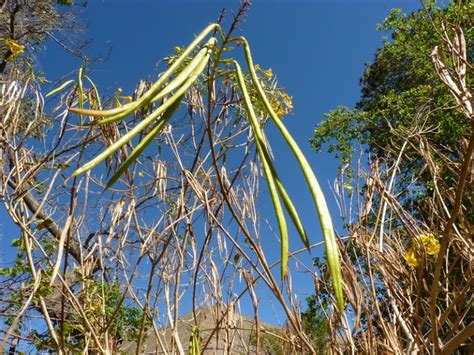 ผลทองอุไร เกษตรตำบล ศูนย์รวมข้อมูลเกษตร พันธุ์ไม้ เมล็ดพันธุ์ ปุ๋ย เกษตรธรรมชาติ อัพเดดข่าวสาร