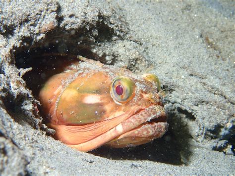 Sarcastic Fringehead