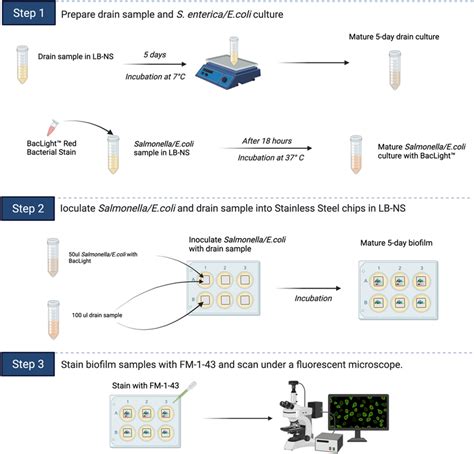 Diagram Showing The Key Steps 1 3 In Non Invasive Differential Download Scientific Diagram