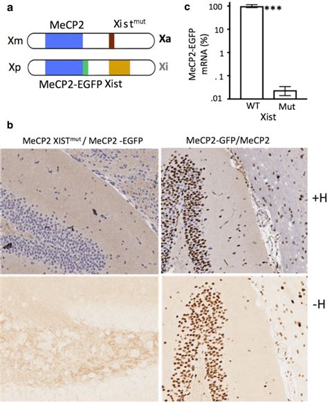 A Mutation Of Xist On The Maternal X Chromosome Leads To Skewed