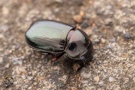 盾丽金龟属 Leucothyreus Iisdw