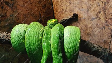 Premium Photo High Angle View Of Green Tree Python On Branch