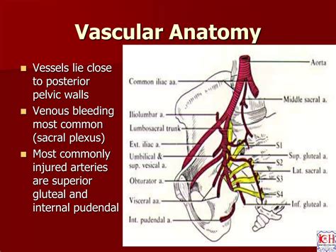Pelvis Acetabulum Anatomy Imaging Classification Pptx