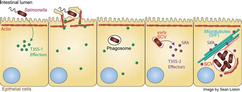 Bioid Identifies Novel Effector Host Interactions That Modulate Salmonella Infection Microbeto