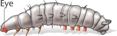 Chapter 9 Extranuclear Inheritance