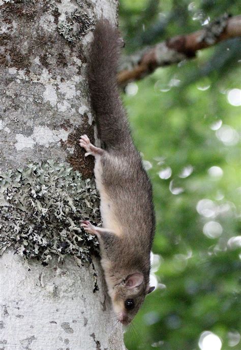 Glis Glis Fat Or Edible Dormouse — Coke Smith Wildlife