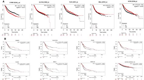 Expression Of Dysregulated Fatty Acid Metabolism Genes Corresponds With