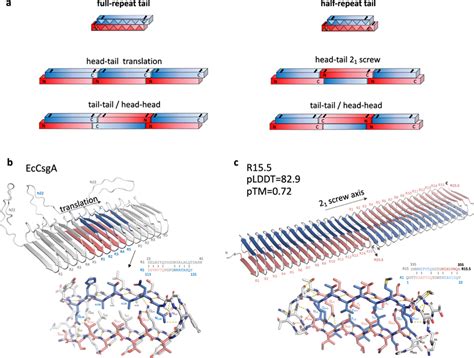 Predicting Protofibril Architecture Using Af2 A Schematic Download