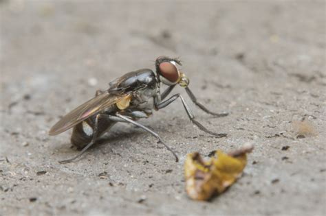 Genus Lispe · Inaturalist Australia