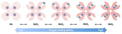 Oxygen Dissociation Curve Bioninja