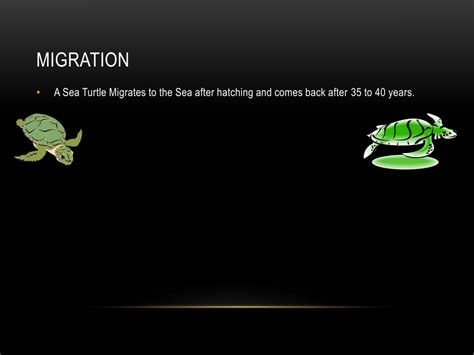 Ppt Sea Turtles By Powerpoint Presentation Free Download Id2181471