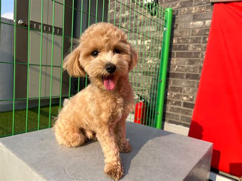 말티푸 쁘니 셀커크렉스무료입양사이트 스핑크스무료입양사이트 아메리칸숏헤어무료입양사이트 아메리칸컬무료입양사이트 아비시니안무료입양사이트 엑조틱무료입양사이트 터키시앙고라무료입양