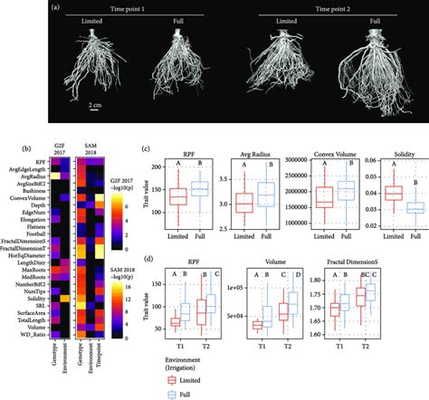 Rpf And 3d Global Root System Architecture Traits Are Affected By