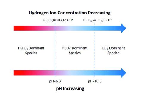 I Am Thoroughly Confused By The Bicarbonate Buffer System Spoiler Tpr Course Test 2 B B