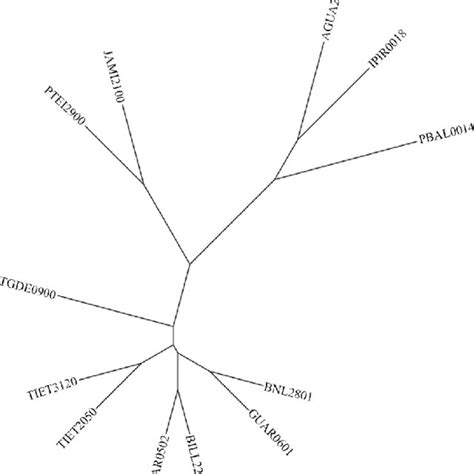 Dendrogram Obtained By The Upgma Cluster Analysis Method Download