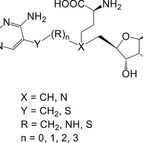 Human Dnmt1 Constructs Used In This Study The Full Length Dnmt1