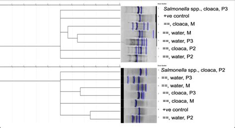 18 Dendrogram Shows Analysis Of Electrophoresed Dna Extracted From
