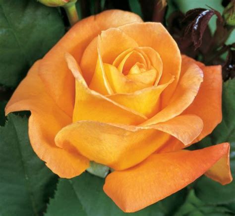 ვარდის ყველაზე ლამაზი ჯიშები