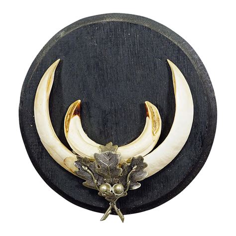 Large Wild Boar Trophy On Turned Wooden Plaque Germany 1950s Chairish
