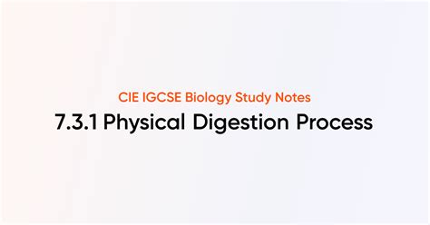 Physical Digestion Process 731 Cie Igcse Biology Notes Tutorchase
