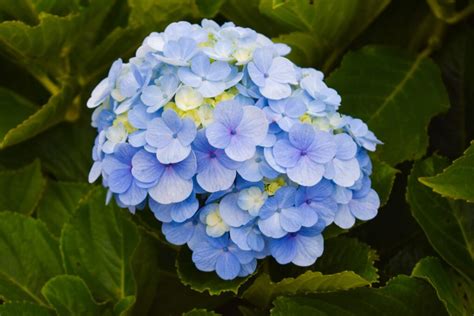 Are Hydrangeas Low Maintenance A Comprehensive Guide