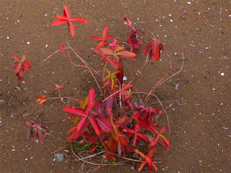Hypericum Monogynum Hypericum Monogynum Flower Database