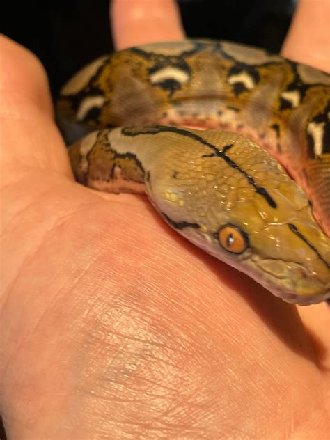 Pairs350 Shipped Reticulated Python By Little Bermuda Reptiles