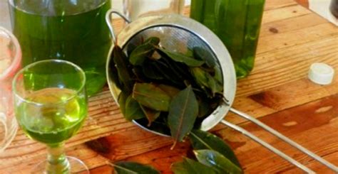 დაფნის ზეთს საკუთარი ხელით მარტივად ვამზადებ ის მრავალი პრობლემის უებარი მკურნალია