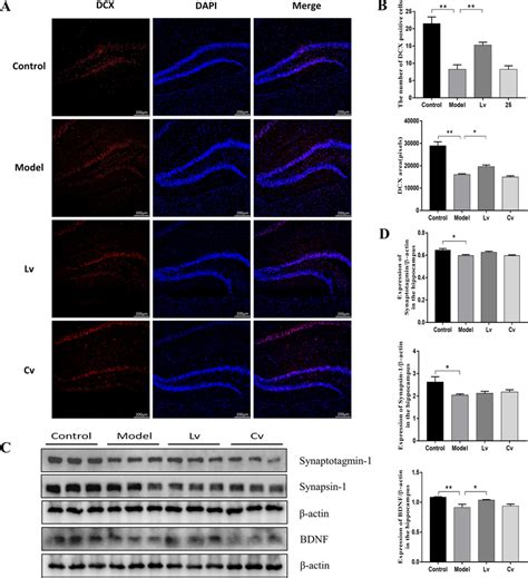 Lateral Ventricle Administration Of Bmsc Exos Promoted Neuron
