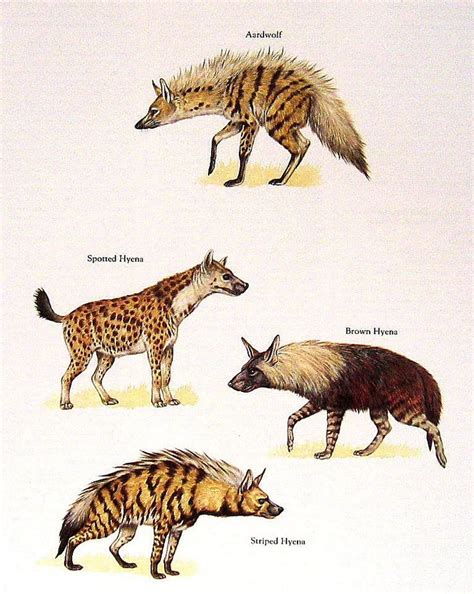 Scientific Illustration Of Hyenas And Wild Boars Hiena Rayada