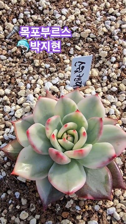 이름스윗캔디 목포부르스 박지현 다육식물 키핑장 바람꽃다육 세종시 Parkjihyeon 바다사나이 Youtube