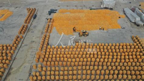 河北新河:收购玉米晾晒忙 人民图片网 河北新河:收购玉米晾晒忙 人民图片网