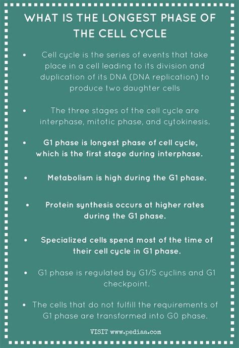 What Is The Longest Phase Of The Cell Cycle Pediaacom