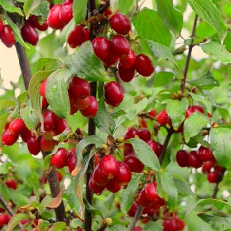 Krupno Plodan Dren Rasadnik Obradović