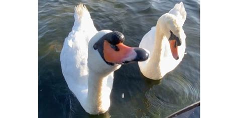 Susan Proctor Is Fundraising For The Swan Sanctuary
