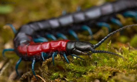 Scolopendra Laeta One Of Nick Volpe Wildlife Photography